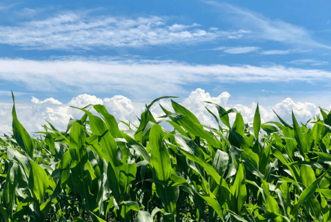 KY Corn Responds to MAHA Report to Defend Safe Use of Pesticides
